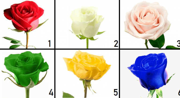 Descubra o Verdadeiro Significado Da Cor Das Rosas