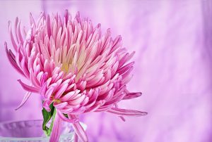 8 Significados da cor da aura rosa (Espiritualmente)