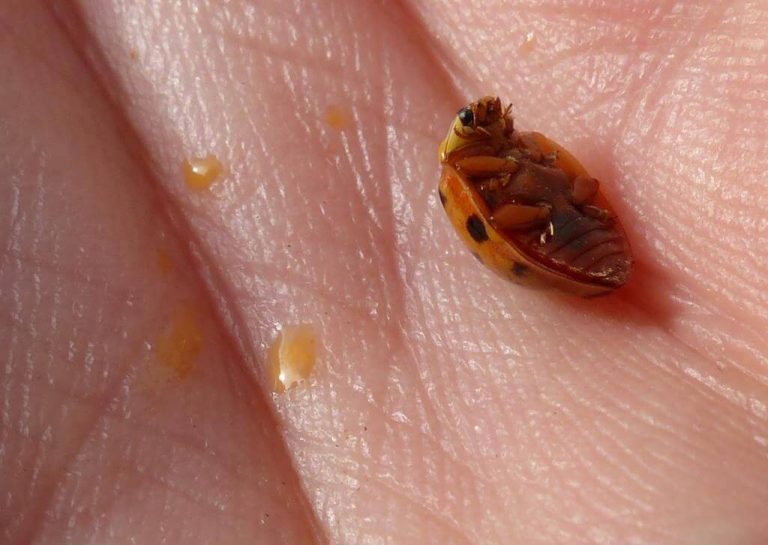 Significados espirituais de ver uma joaninha morta